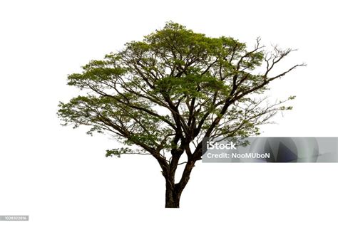 흰색 배경 절연 열 대 나무에 고립 된 나무 디자인 클리핑 패스와 함께 사용 0명에 대한 스톡 사진 및 기타 이미지 0명 계절 고독 개념 Istock