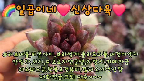 🌈일곱이네💥이쁜 신상다육 인사드립니다~~💕💕 Youtube