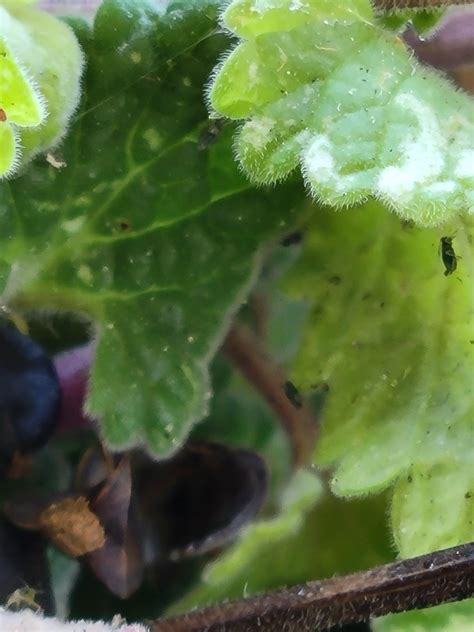 Does Anyone Know What Bugs These Are On My Catnip Plant I Live In Southern California I Bought