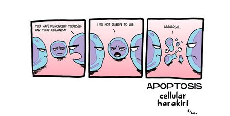 Apoptosis Science Humor Biology Humor Funny Science Jokes