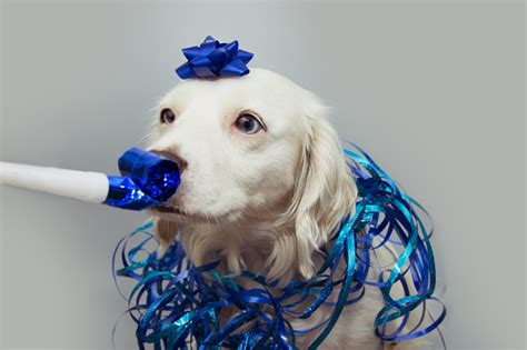 귀여운 개 파티 머리와 뱀에 파란색 리본과 생일 기념일 카니발 또는 새해를 축하 강아지 회색 배경에 격리되었습니다 사육제에 대한 스톡 사진 및 기타 이미지 Istock