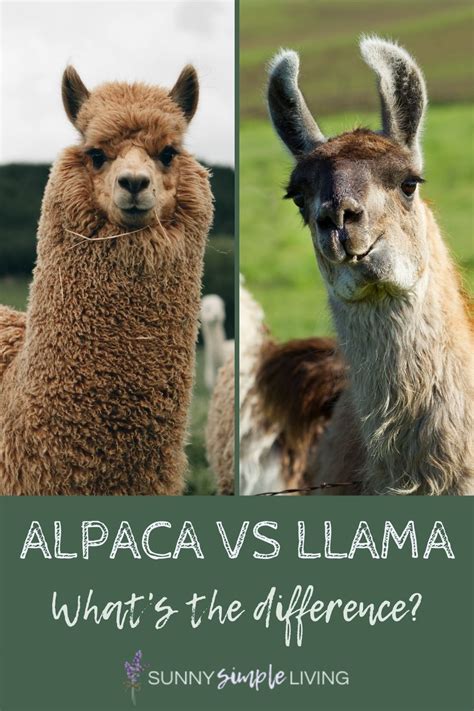 Head Heart Hand Heart Hands Alpaca Vs Llama Llama Costume Summer Enrichment Hand Health