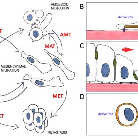 Plasticity Of Cancer Cell Migration A A Primary Epithelial Tumor Download Scientific Diagram
