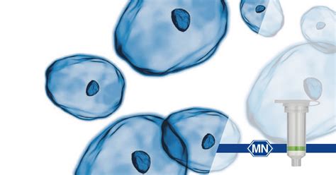 Nucleospin Tissue Protocol Protocol Onelab