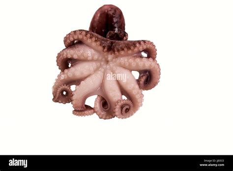 Eight Legs Octopus Hi Res Stock Photography And Images Alamy