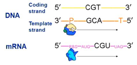 Dna Transcription And Translation Flashcards Quizlet