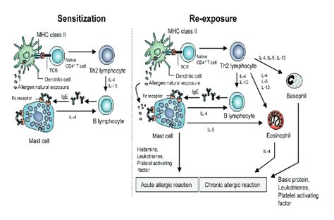 Asthma Pathophysiology Schematic Diagram Wiring Diagram Ideas