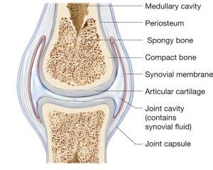 What Is The Synovial Membrane Functions Synovial Fluid And Problems Scope Heal