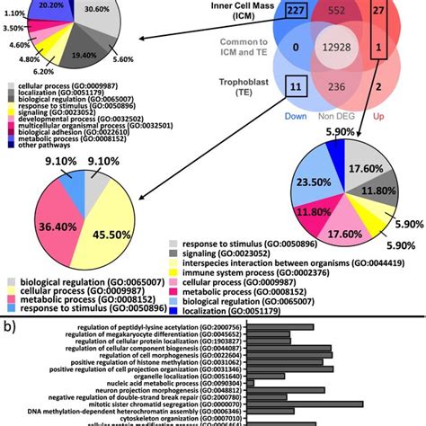 Analysis Of Differentially Expressed Genes DEG In Embryos According Download Scientific