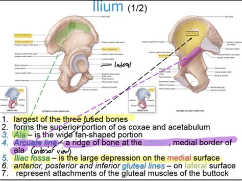 Anatomy Lecture 2 Lower Limb Skeleton Flashcards Quizlet