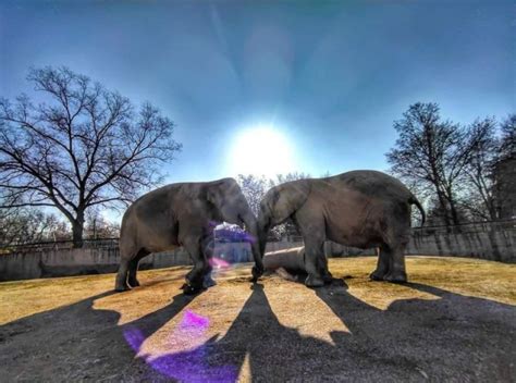 Животните од скопската ЗОО на јануарско сонце Skopjeinfo Mk