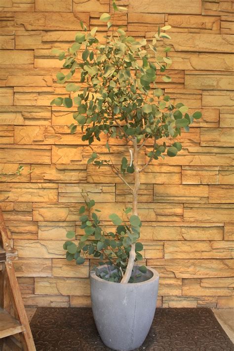 ユーカリポポラス153観葉植物専門店ワールドガーデン