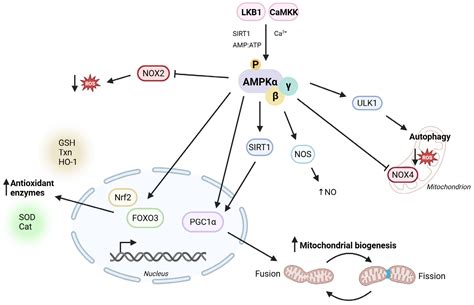 Sex Specific Antioxidant And Anti Inflammatory Protective Effects Of