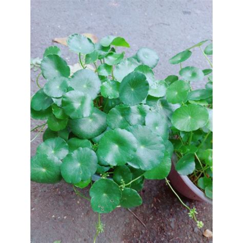 Co Dong Tien Shopee Việt Nam