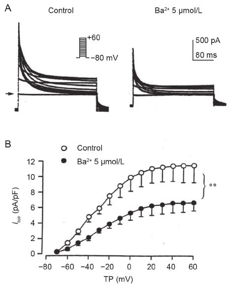 Transient Outward K Current With Inward Rectification Download Scientific Diagram