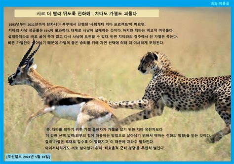 Daum 카페