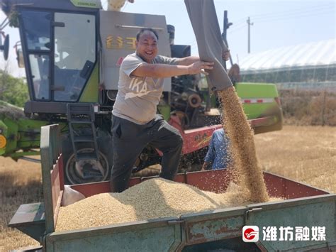 麦子香丰收忙 图片新闻 潍坊新闻网