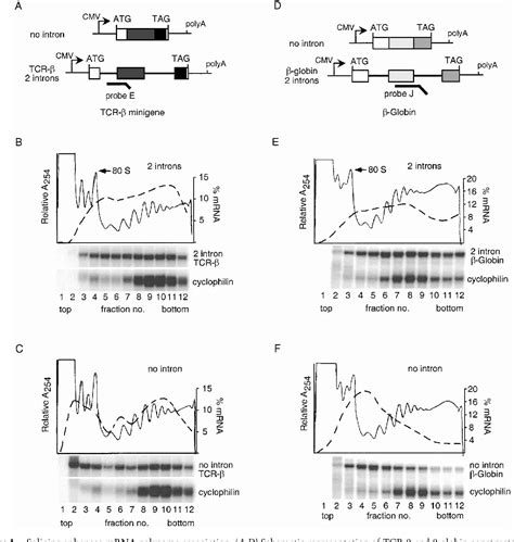 Exon Exon Junction Complex Location Semantic Scholar