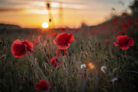 What Do The Three Remembrance Day Poppies Represent