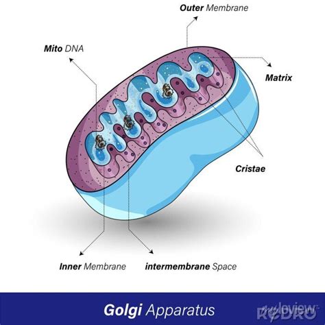Subcellular Organelle Cross Section Structure Of Mitochondria Wall Mural • Murals Section Cross