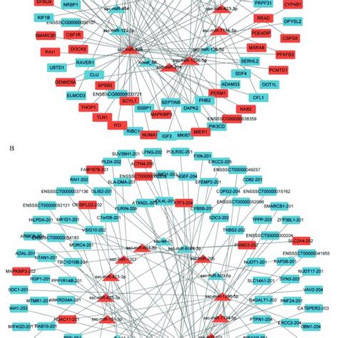 Construction And Analysis Of The Mirna Mrna Network A Regulatory Download Scientific Diagram