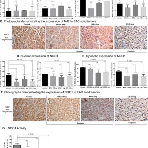 Ihc Analysis Of Nrf2 Expression In Bc Tissues And Cell Lines A Nrf2 Download Scientific