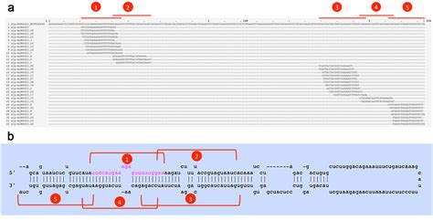 Mirna And Isomir Sequences Originating From The Tomato Mir6023