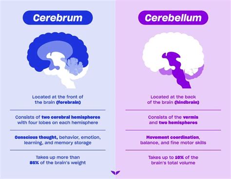 Cerebrum Vs Cerebellum Explained 10 Brain Boosting Tips