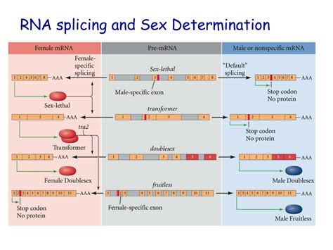 PPT Sex Determination PowerPoint Presentation Free Download ID 2095001