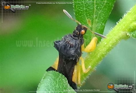 Jagged Ambush Bug