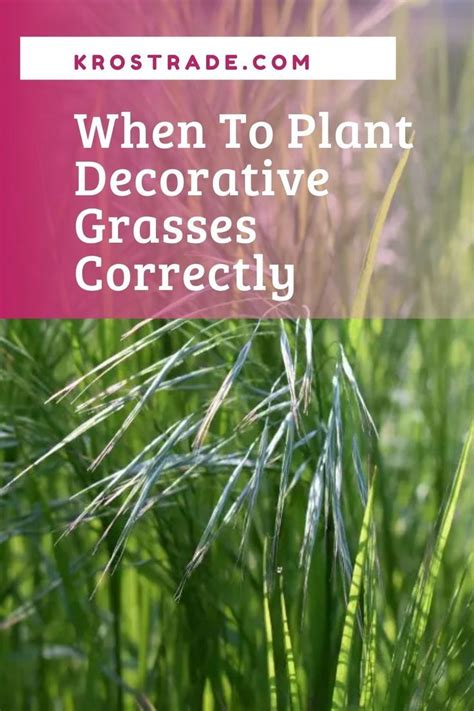 When To Plant Decorative Grasses Correctly Artofit