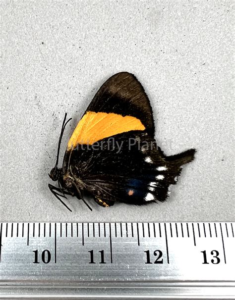 Ancyluris Inca Miranda Pair A1 Uhv Peru Butterfly Art Inc