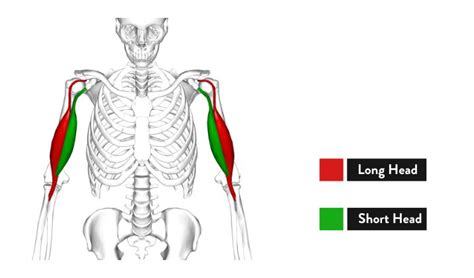 Bicep Curls Diagram