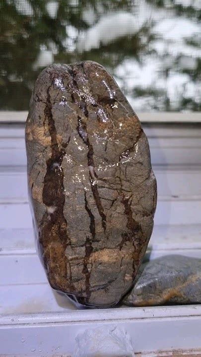 변하지않는 주목나무 수석 나무 평창꽃돌 Youtube