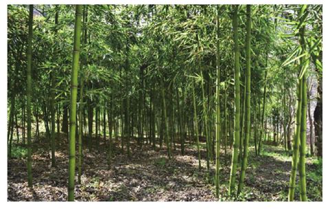 早竹 神农架植物 图片