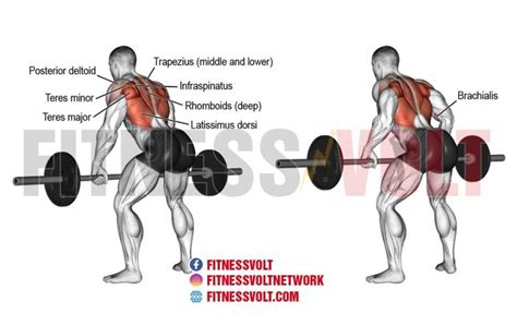 12 Best Rowing Exercises To Build Muscle Mass ~