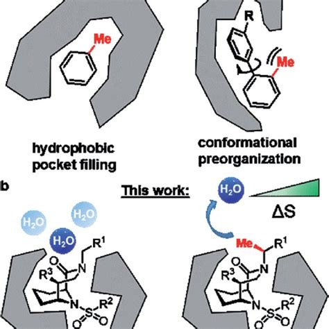 Different Roles For Methyl Groups In Ligand Protein Interactions And In