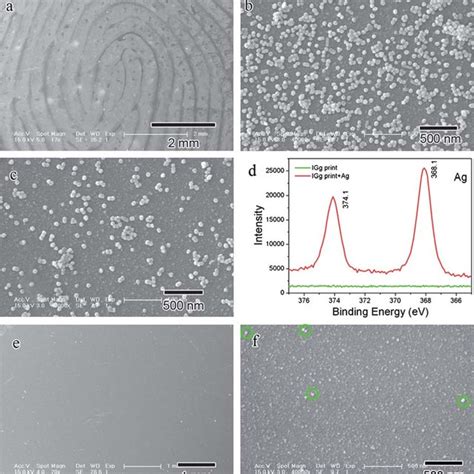 Pdf Detection Of Protein Deposition Within Latent Fingerprints By Surfaceenhanced Raman