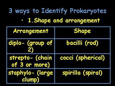 Prokaryotes Commonly Known As Bacteria What Are The