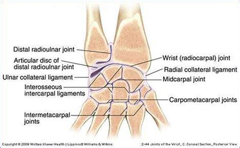 Pictures Of Carpometacarpal Joints