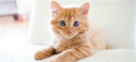Por Qué Los Gatos Salen De Diferentes Colores Consumer