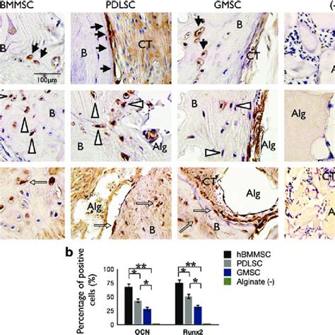 In Vivo Calvarial Defect Model In Mice A Calvarial Defects 5 Mm Download Scientific