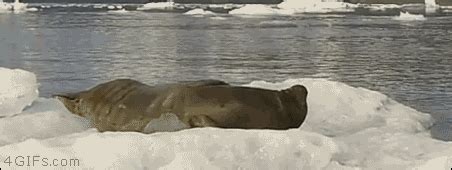 Sea Lion Animated 