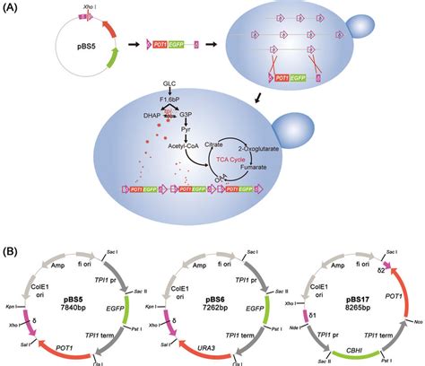 Integration And Construction Of Integration Plasmids A Schematic Download Scientific Diagram