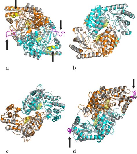 Structural Superposition Of The Model Template Pairs Structural Download Scientific Diagram