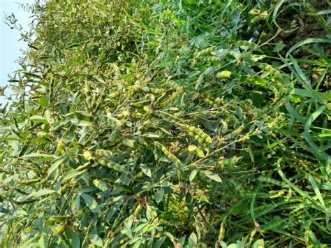 All Javat At Rs 400 Piece Chemical Fertilizer Granules In Jambusar Id 2849753025773