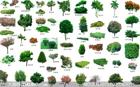园林常见树木图片名称 常见树木图片及名称 大山谷图库
