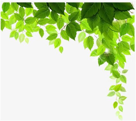 나뭇잎 배경 그린 일러스트 Png 나뭇잎 이미지 벡터 Psd 파일 Pngtree 나뭇잎 잎 그림 해바라기 벽지