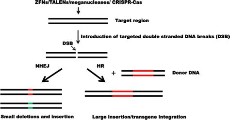 Genome Editing Using Engineered Nucleases The Engineered Nucleases Download Scientific Diagram