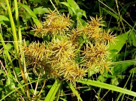 野草一覧 ホソミキンガヤツリ